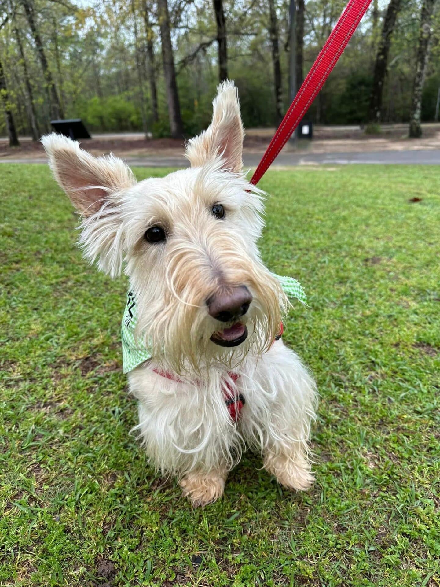 Shamrock Scamper - Westwood Pet Care