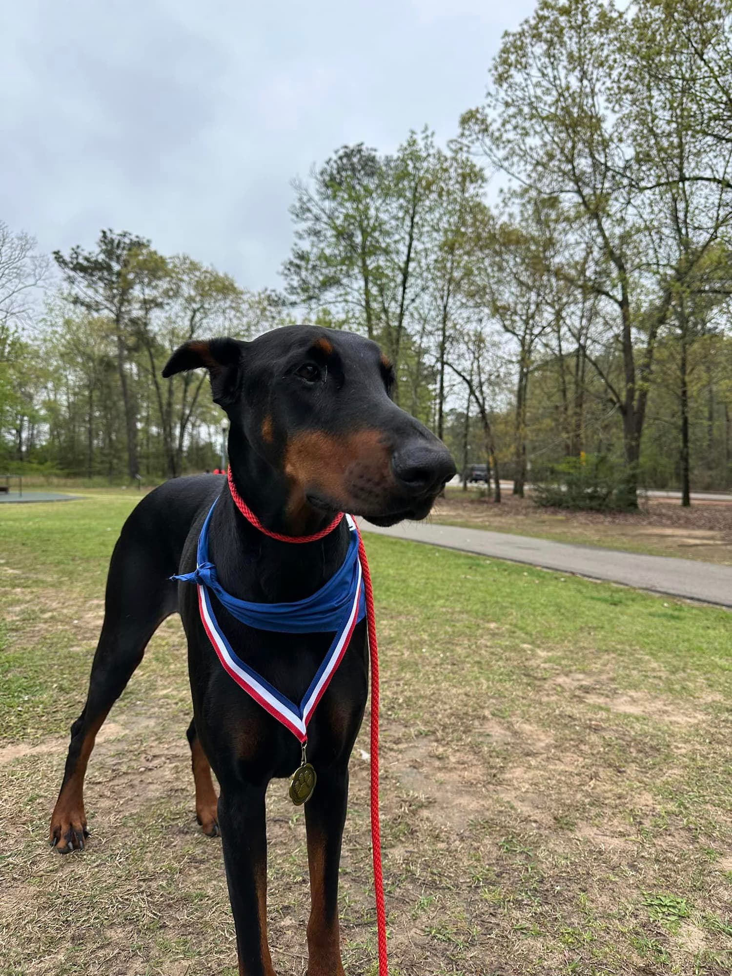 Shamrock Scamper - Westwood Pet Care